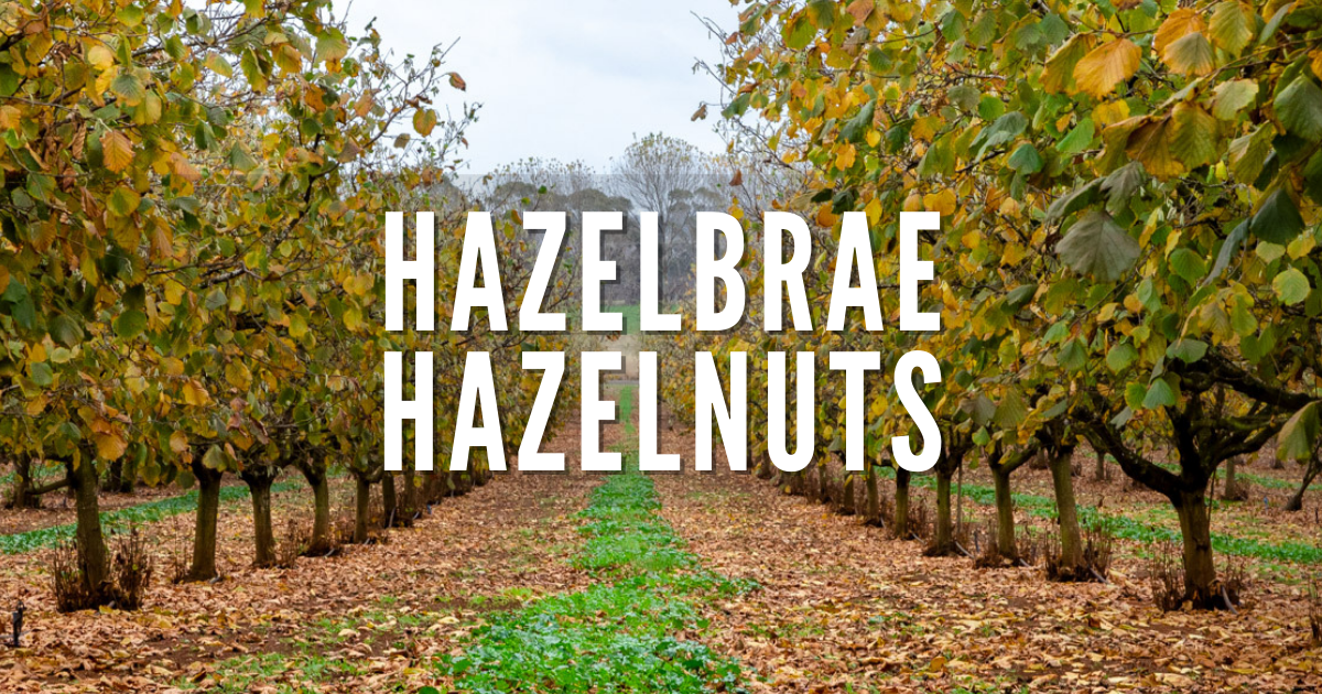 Hazelbrae Hazelnuts