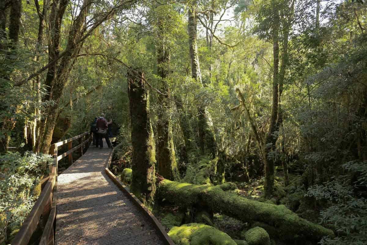 Which Gordon River cruise is best - Red boat or grey boat?