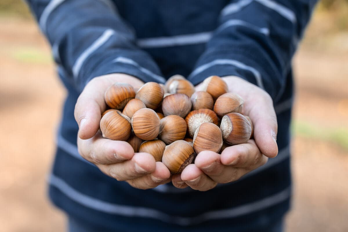 Hazelbrae Hazelnuts