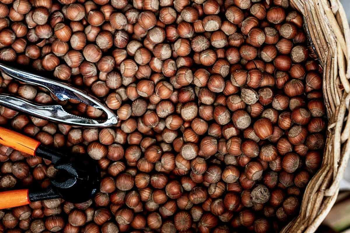 Hazelbrae Hazelnuts